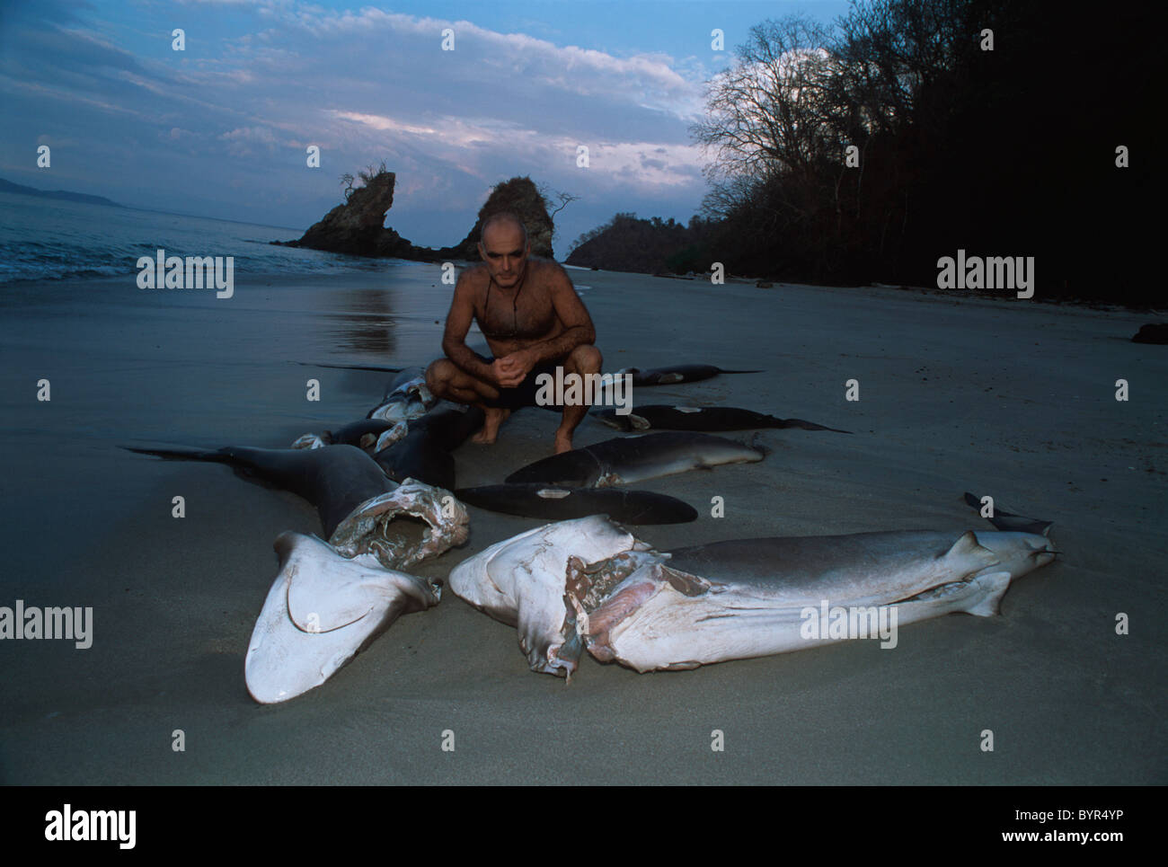 Sharks finned alive and thrown overboard, drown and wash up on beach ...