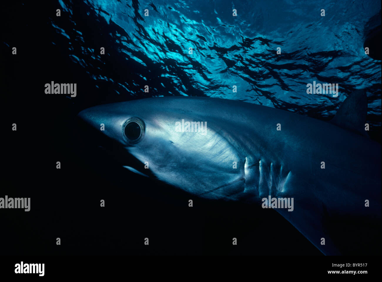 Bigeye thresher sharks hi-res stock photography and images - Alamy