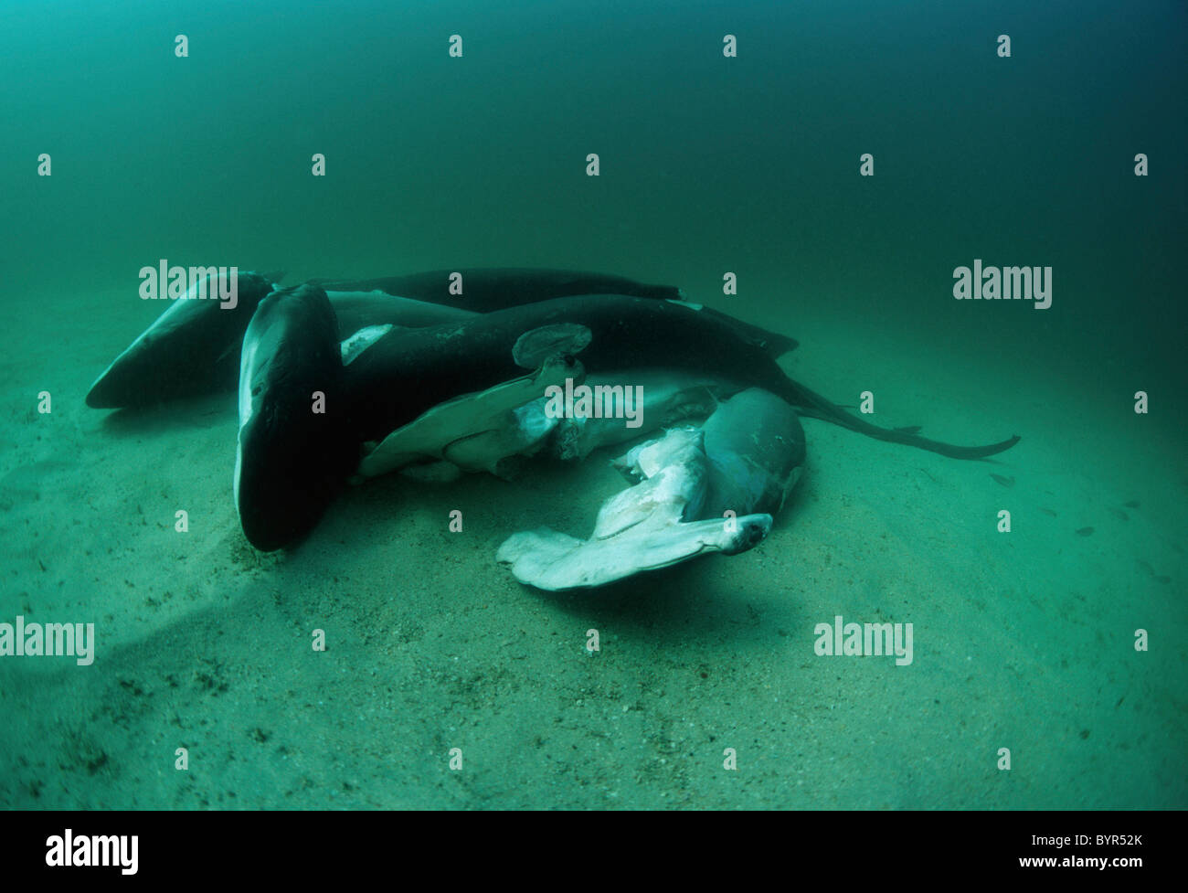 Sharks finned alive and thrown overboard. Costa Rica - Pacific Ocean ...
