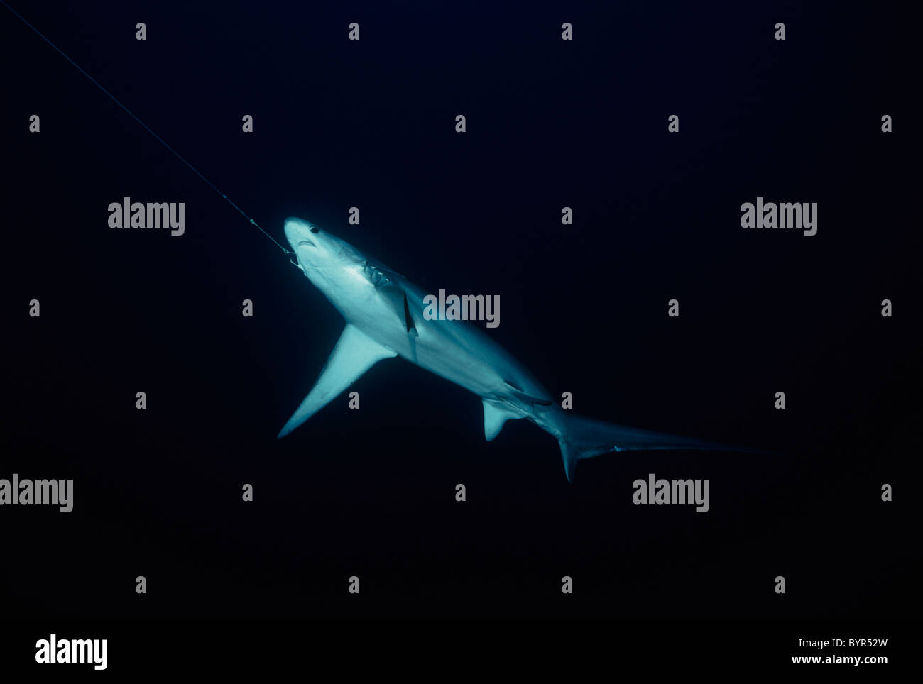 Big eye thresher shark hi-res stock photography and images - Alamy