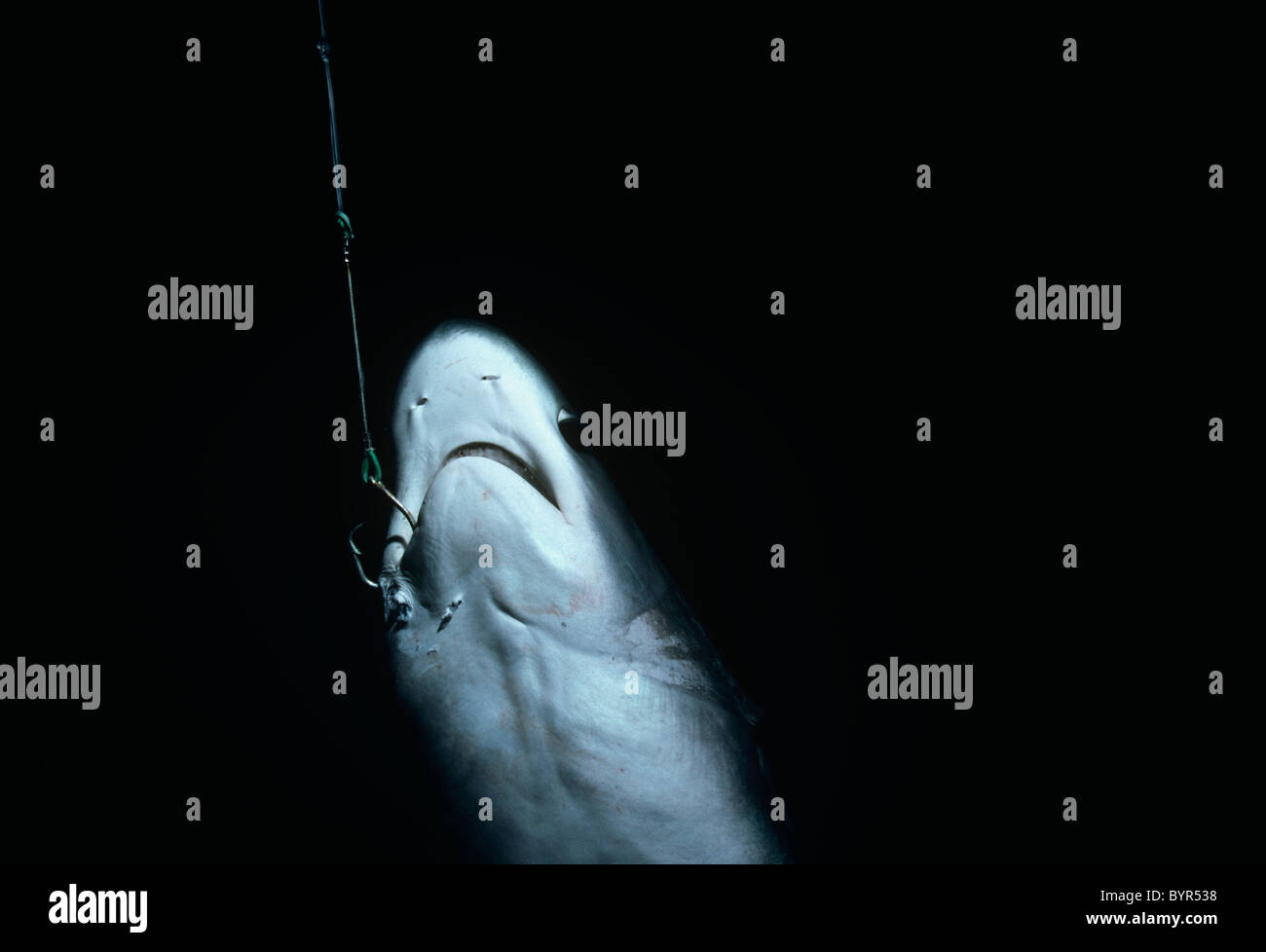 Big eye thresher shark hi-res stock photography and images - Alamy