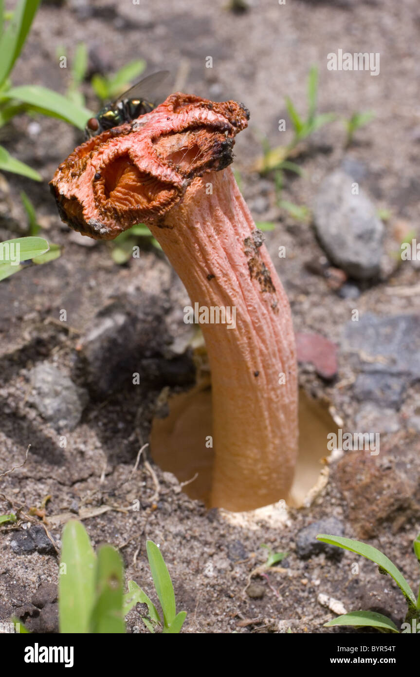 Photo of a stalked lattice stinkhorn (Lysurus periphragmoides) with a ...