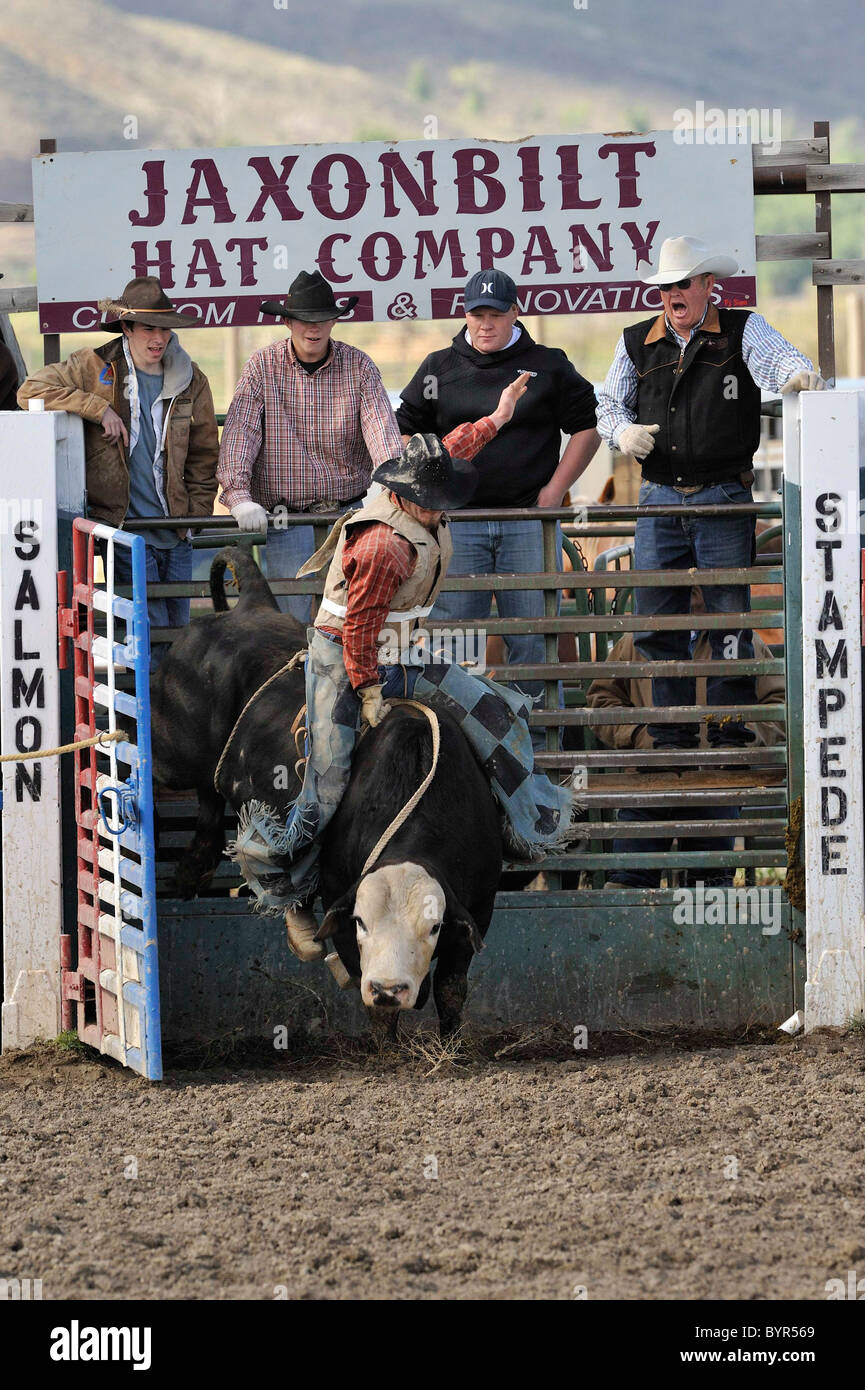 Bull Riding, Rodeo, Salmon, Idaho Stock Photo - Alamy