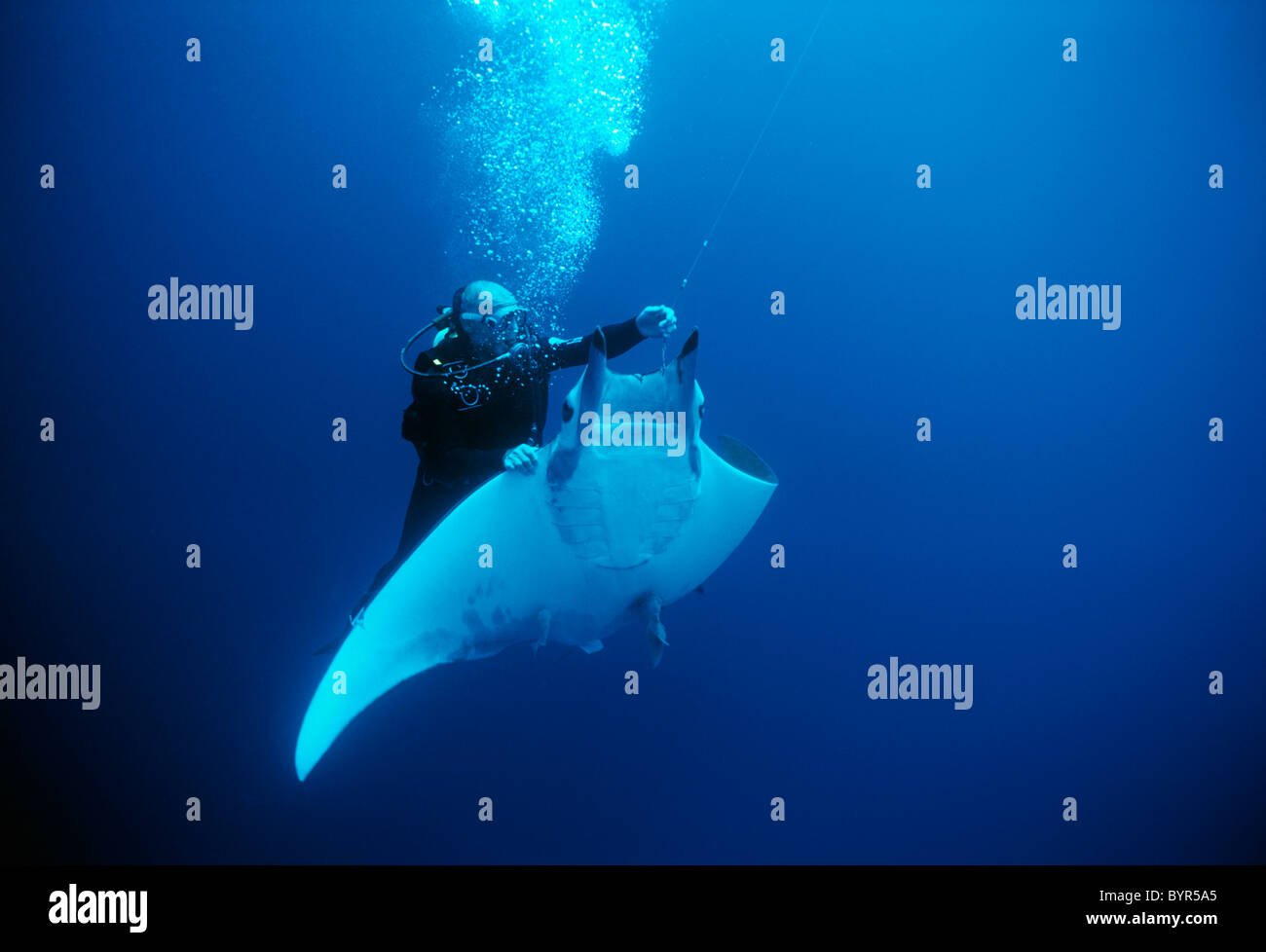 Diver releases hooked Manta Ray (Manta birostris) from long line. Cocos ...