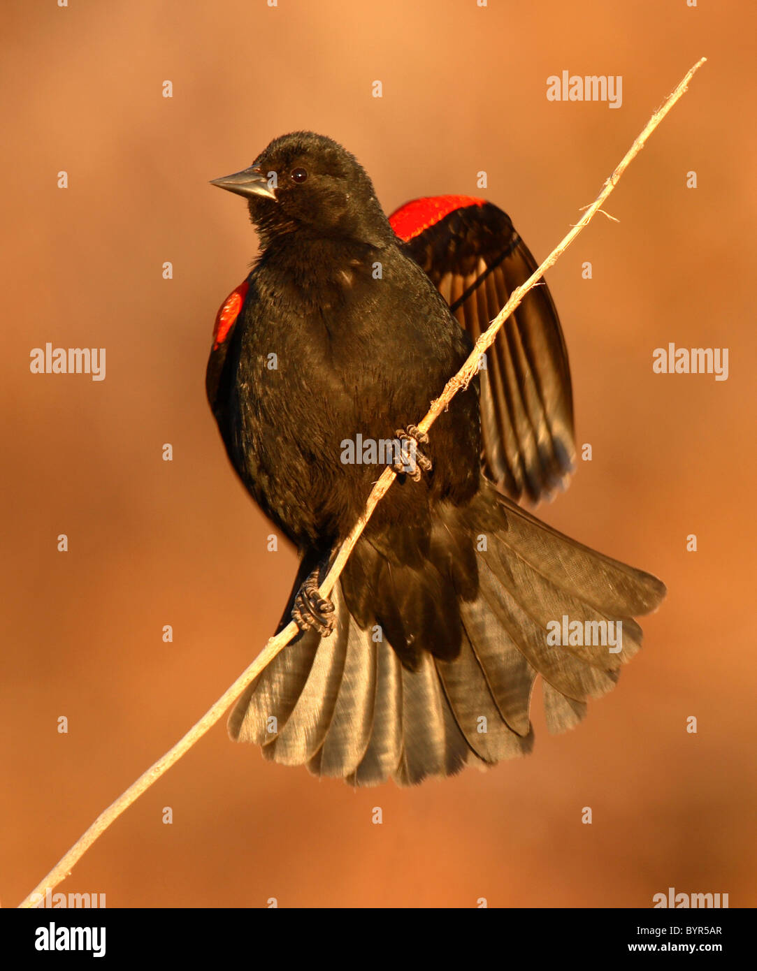 A Red-winged Blackbird getting ruffled up Stock Photo - Alamy