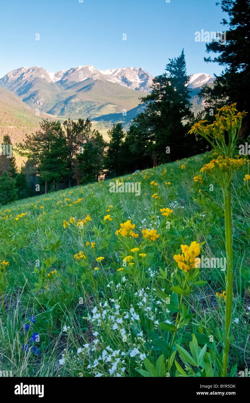Spring Mountain Landscape Photography