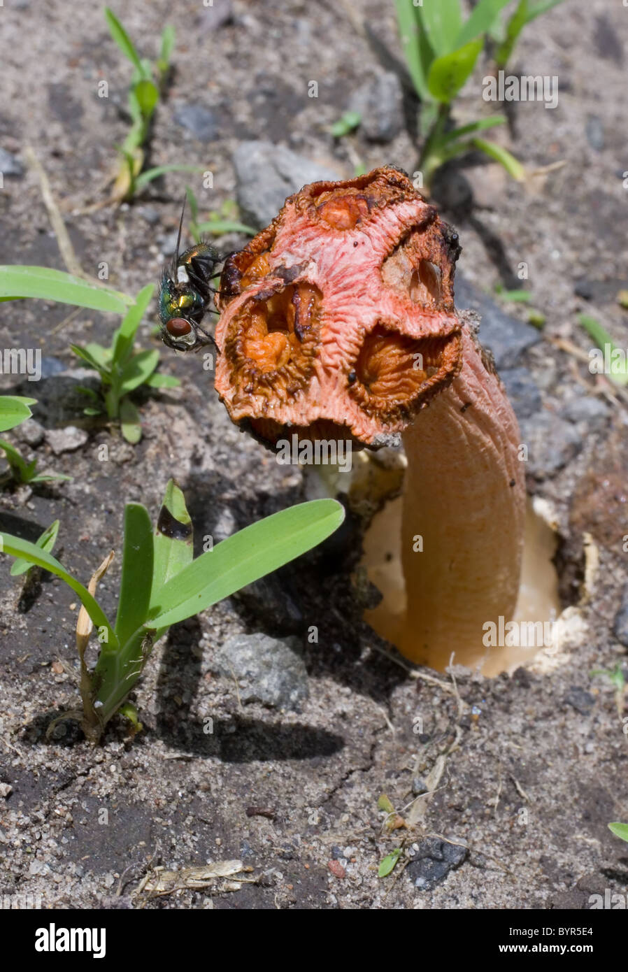 Photo of a stalked lattice stinkhorn (Lysurus periphragmoides) with a ...