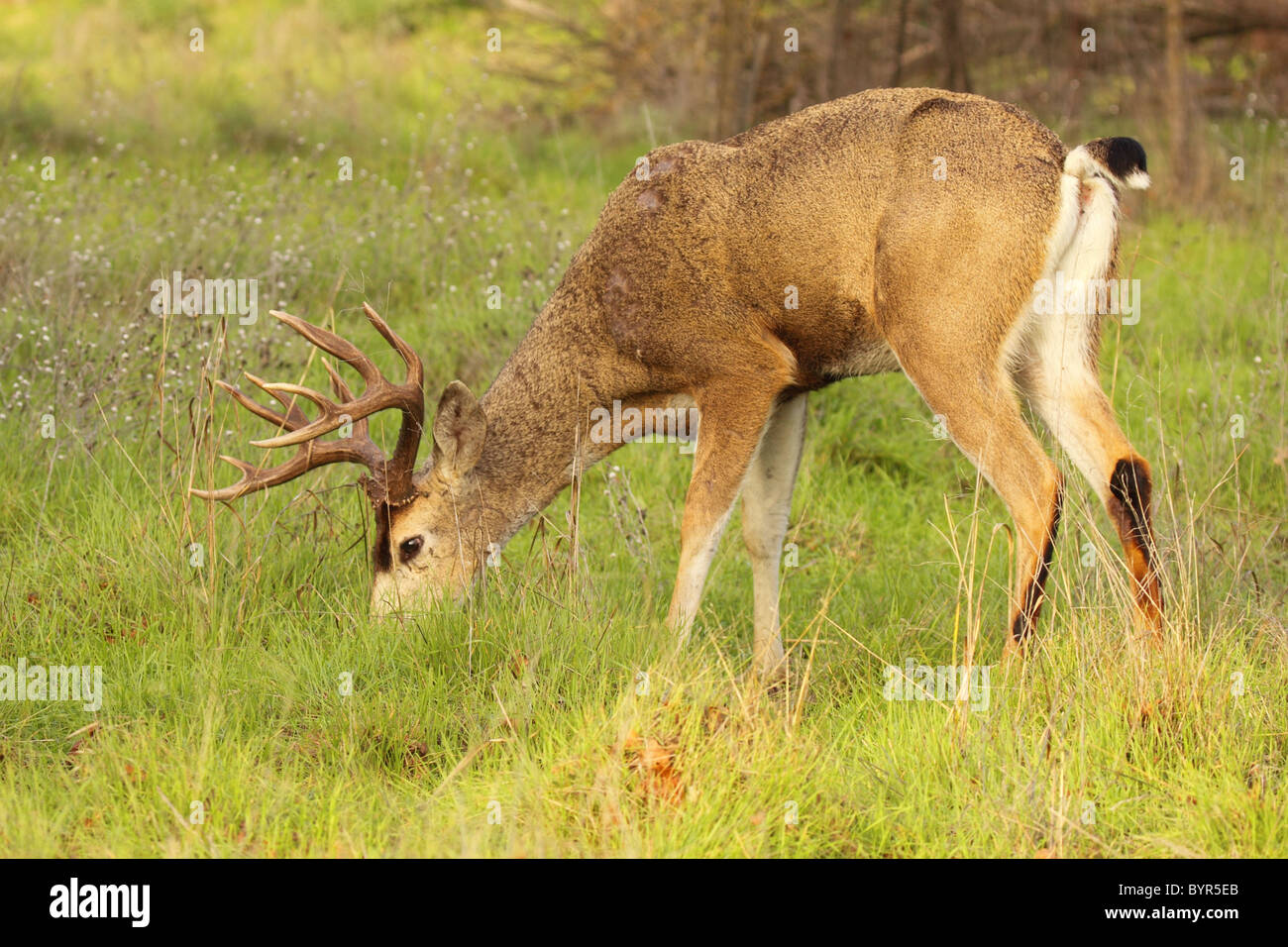 A Black-tailed Deer buck feeding on grass Stock Photo - Alamy