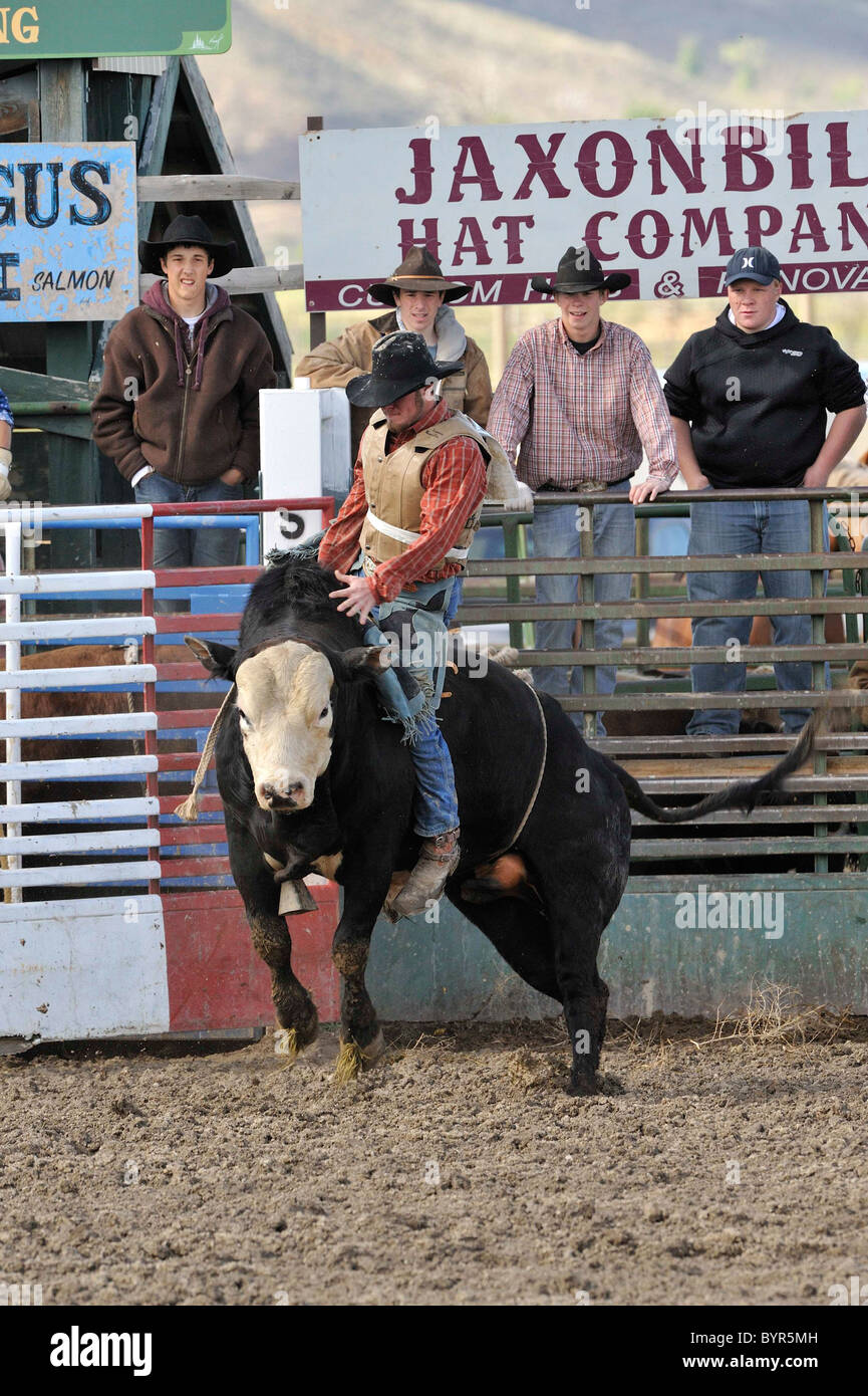 Bull Riding, Rodeo, Salmon, Idaho Stock Photo - Alamy