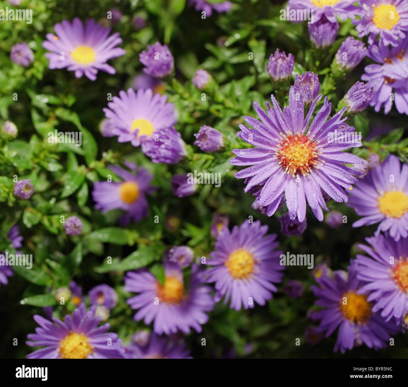 a bunch of purple daisies Stock Photo - Alamy