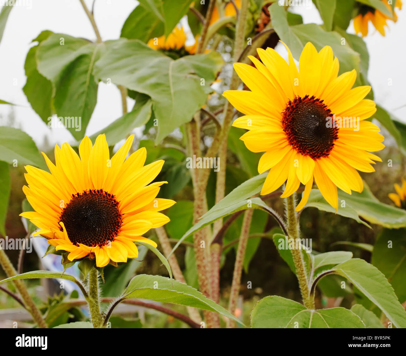 Dynamic sunflower hi-res stock photography and images - Alamy