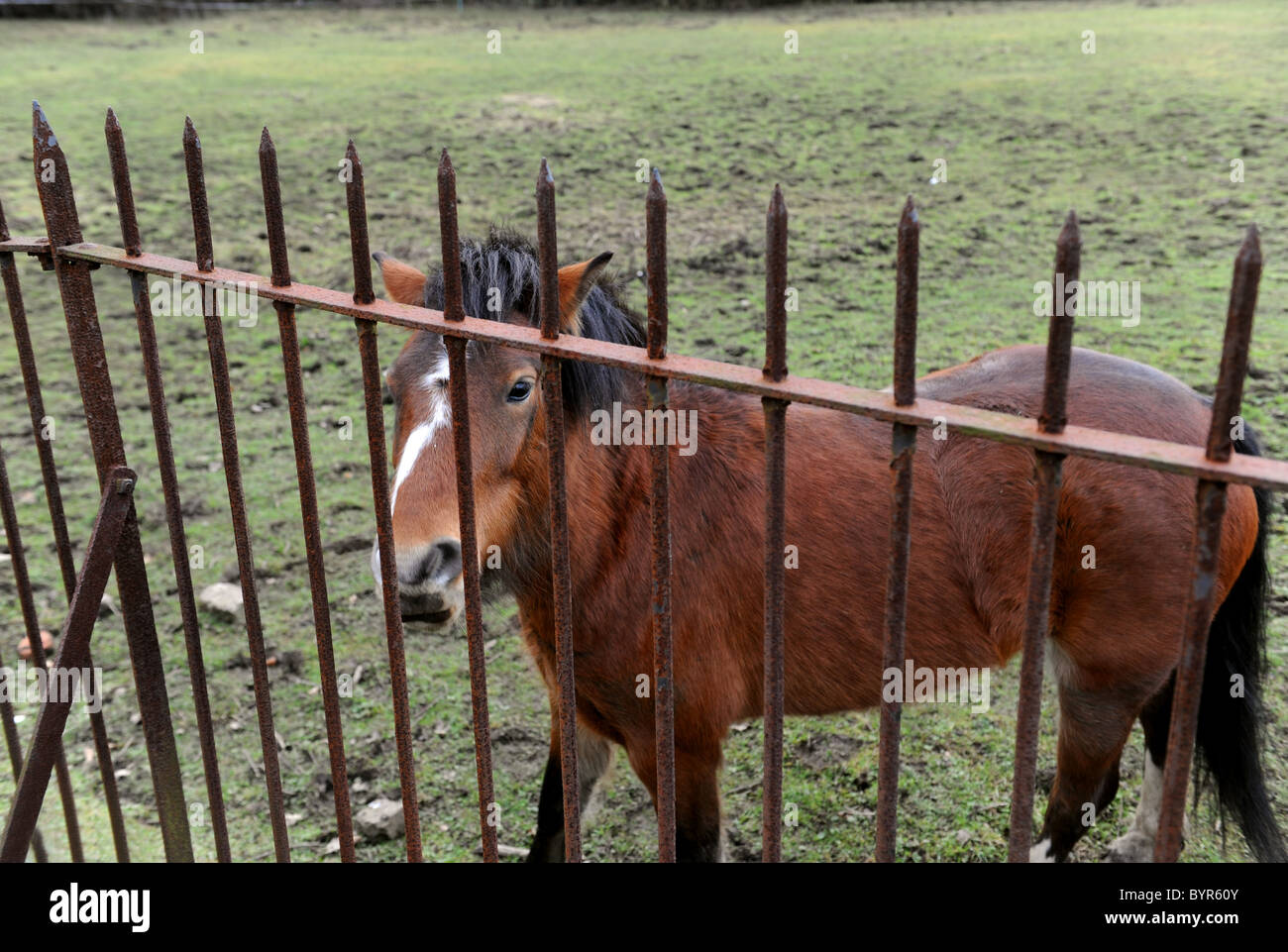 Pony looking through iron spiked railings uk Stock Photo - Alamy