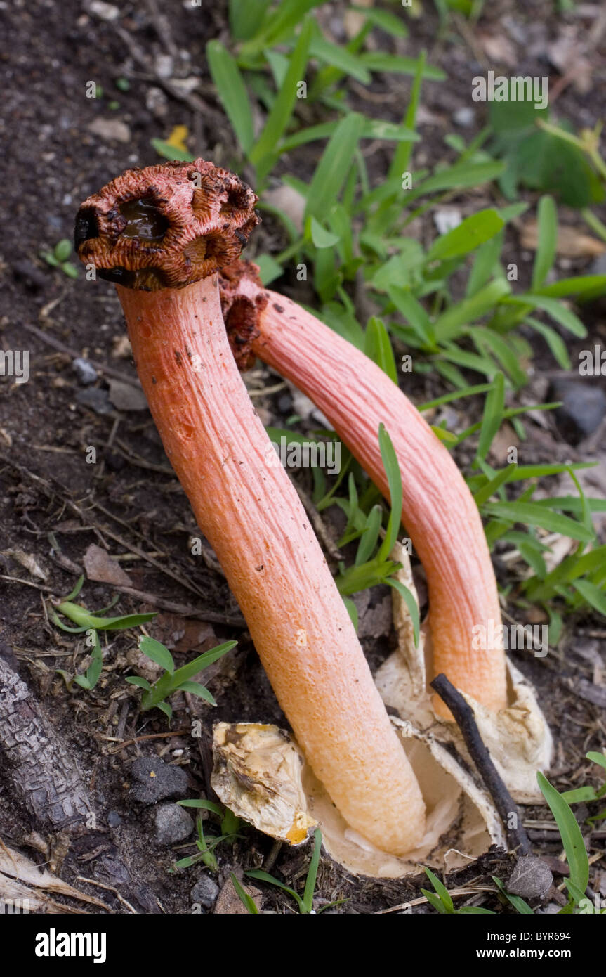 Photo of two stalked lattice stinkhorn (Lysurus periphragmoides) coming ...