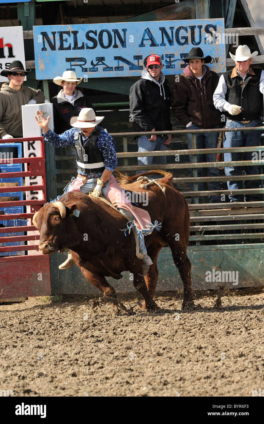 Bull Riding, Rodeo, Salmon, Idaho Stock Photo - Alamy