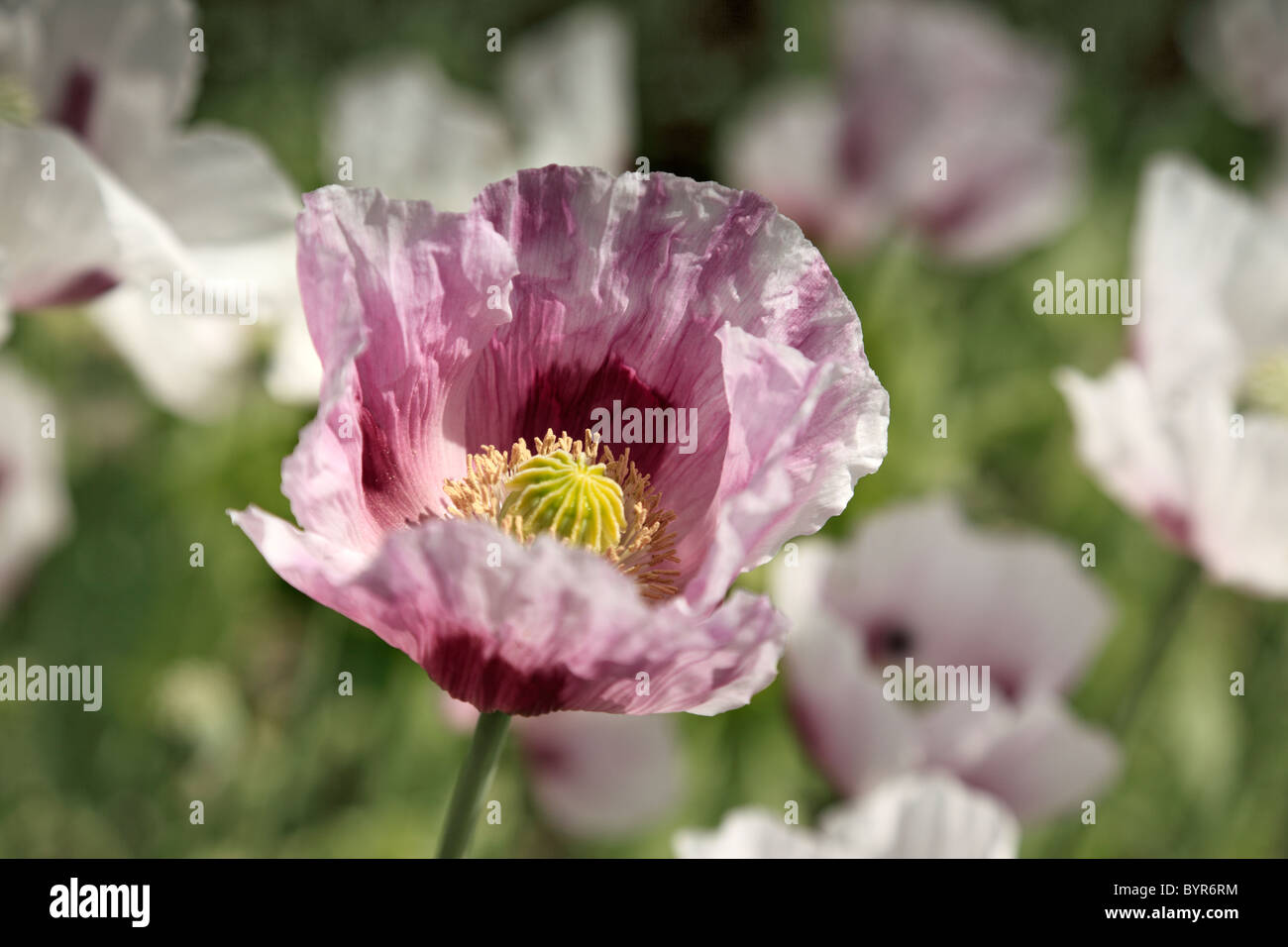 Single Poppy in poppy field, Upton Grey, Hampshire Stock Photo - Alamy