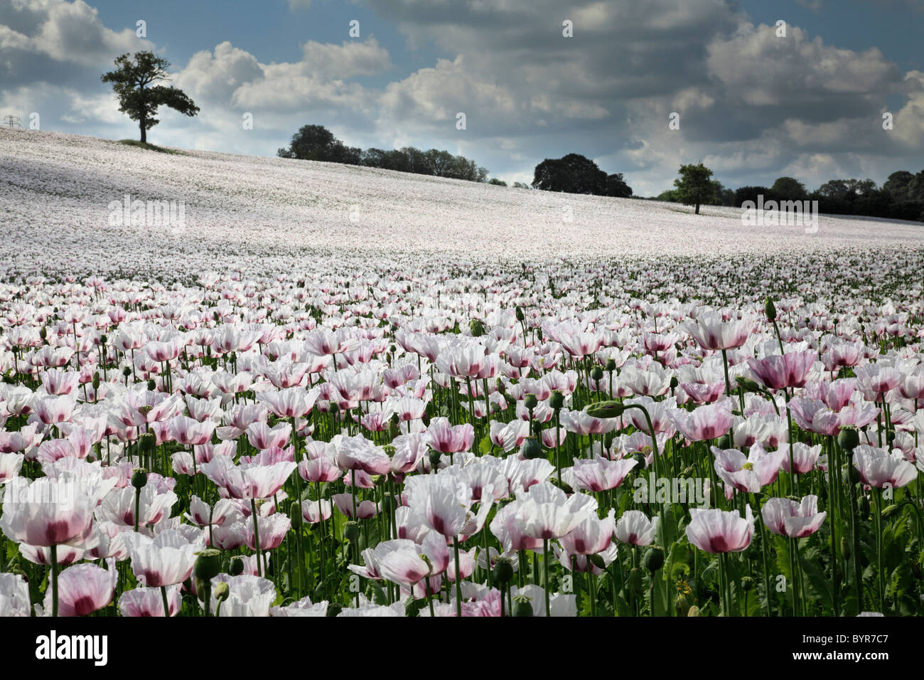 Poppy field, Upton Grey, Hampshire Stock Photo - Alamy