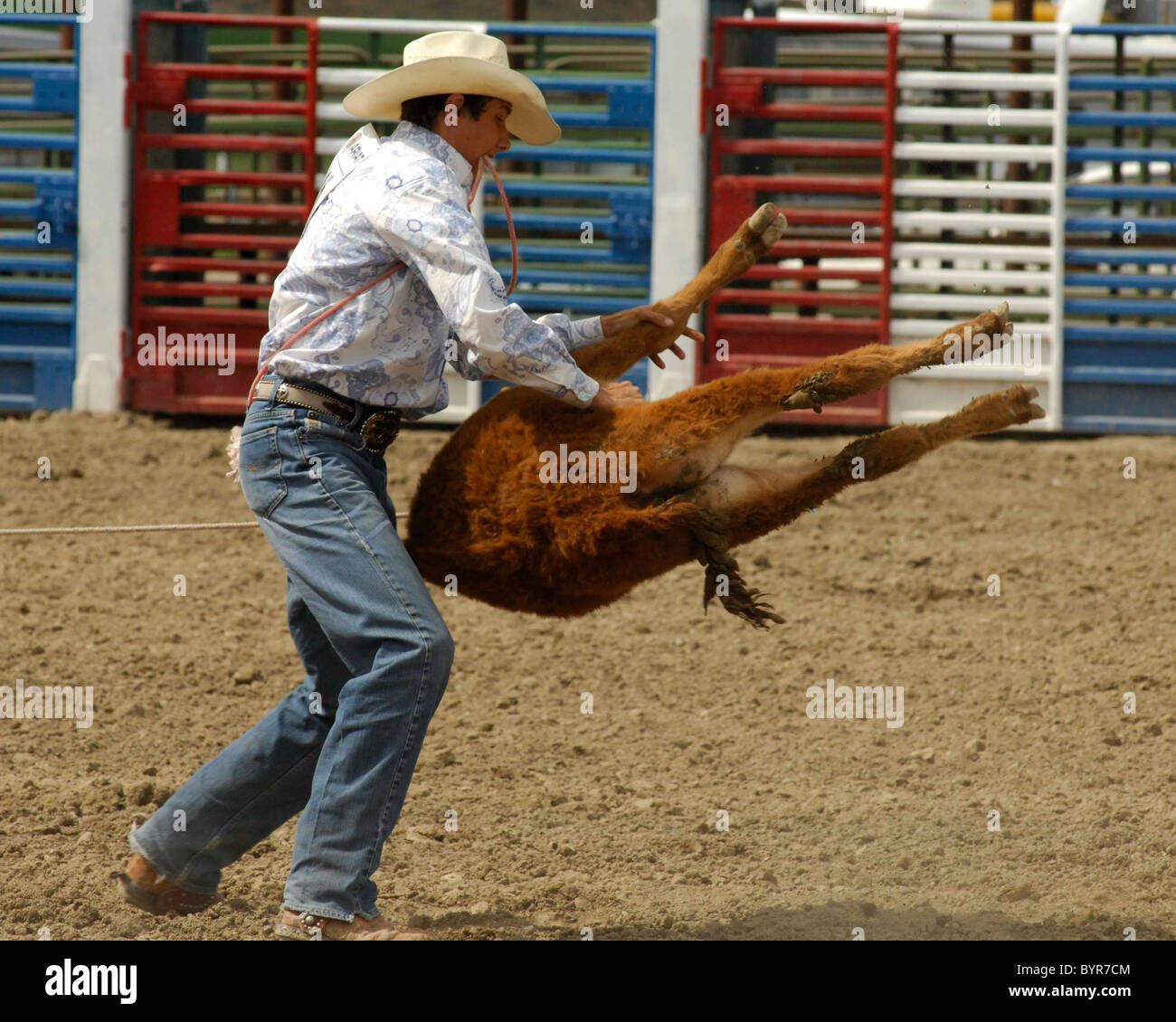 Team Roping, Tie-Down Roping, Calf Roping Stock Photo - Alamy