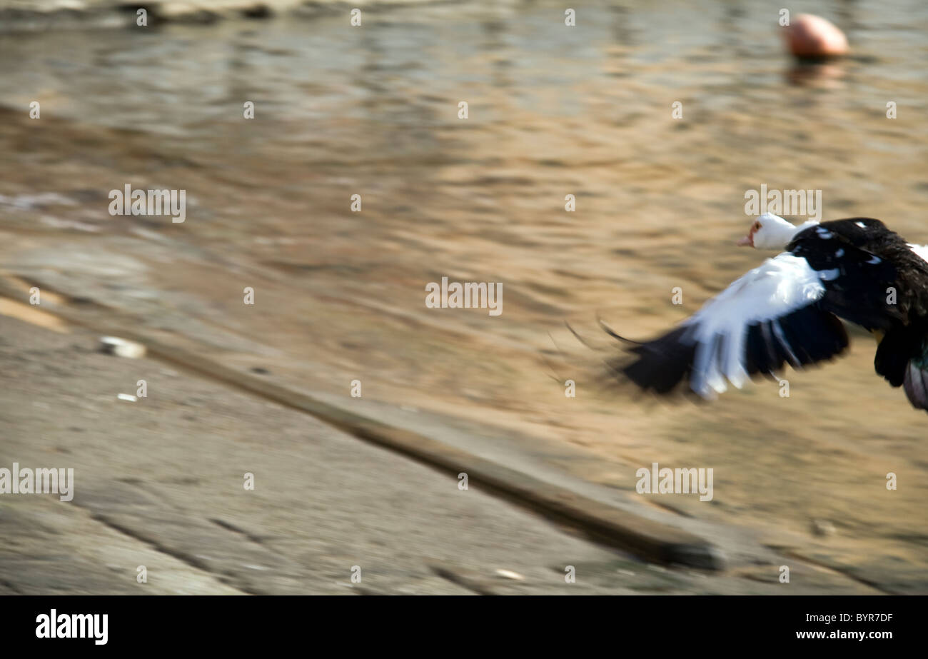 Duck harbor landing hi-res stock photography and images - Alamy