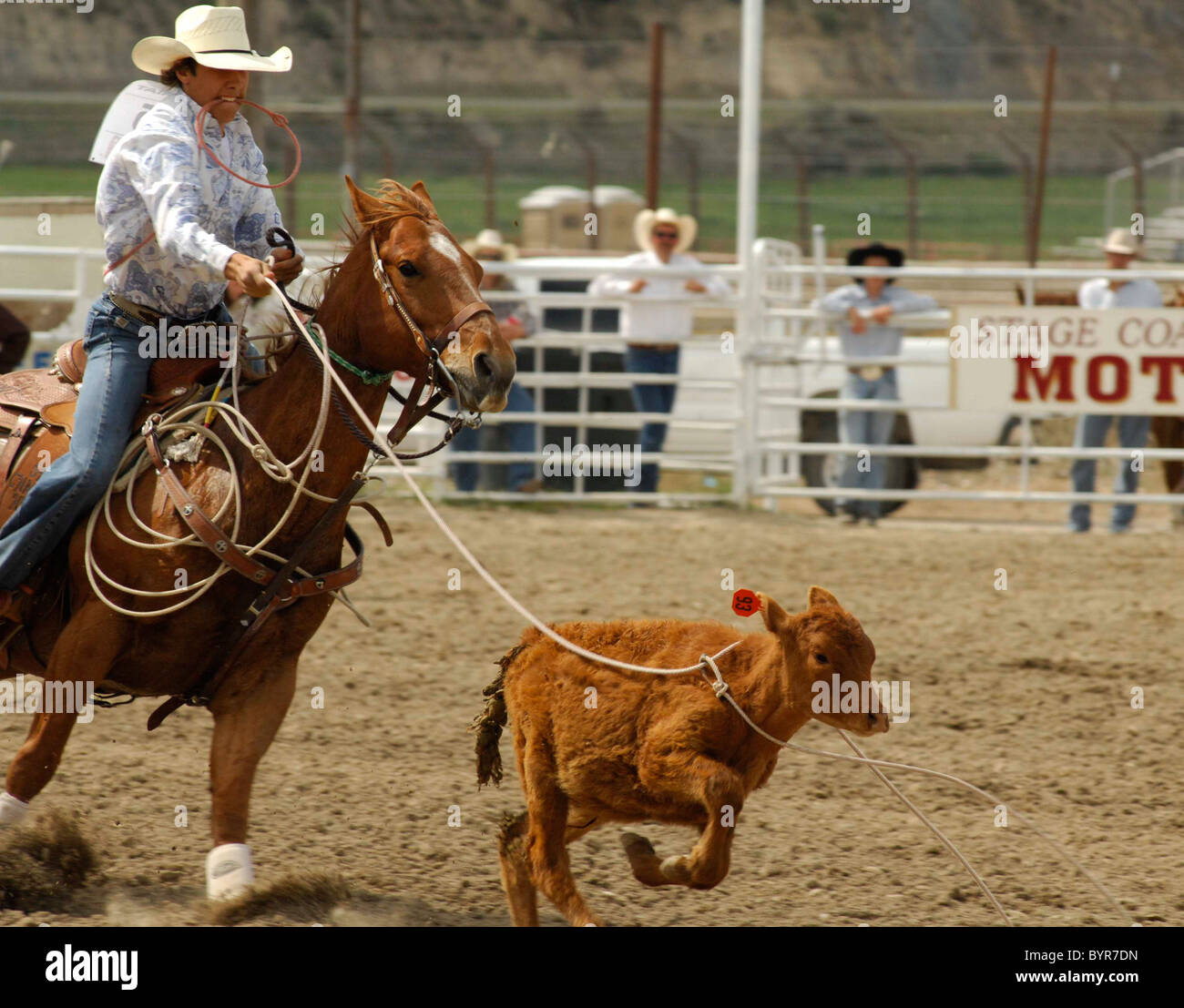 Team Roping, Tie-Down Roping, Calf Roping Stock Photo - Alamy