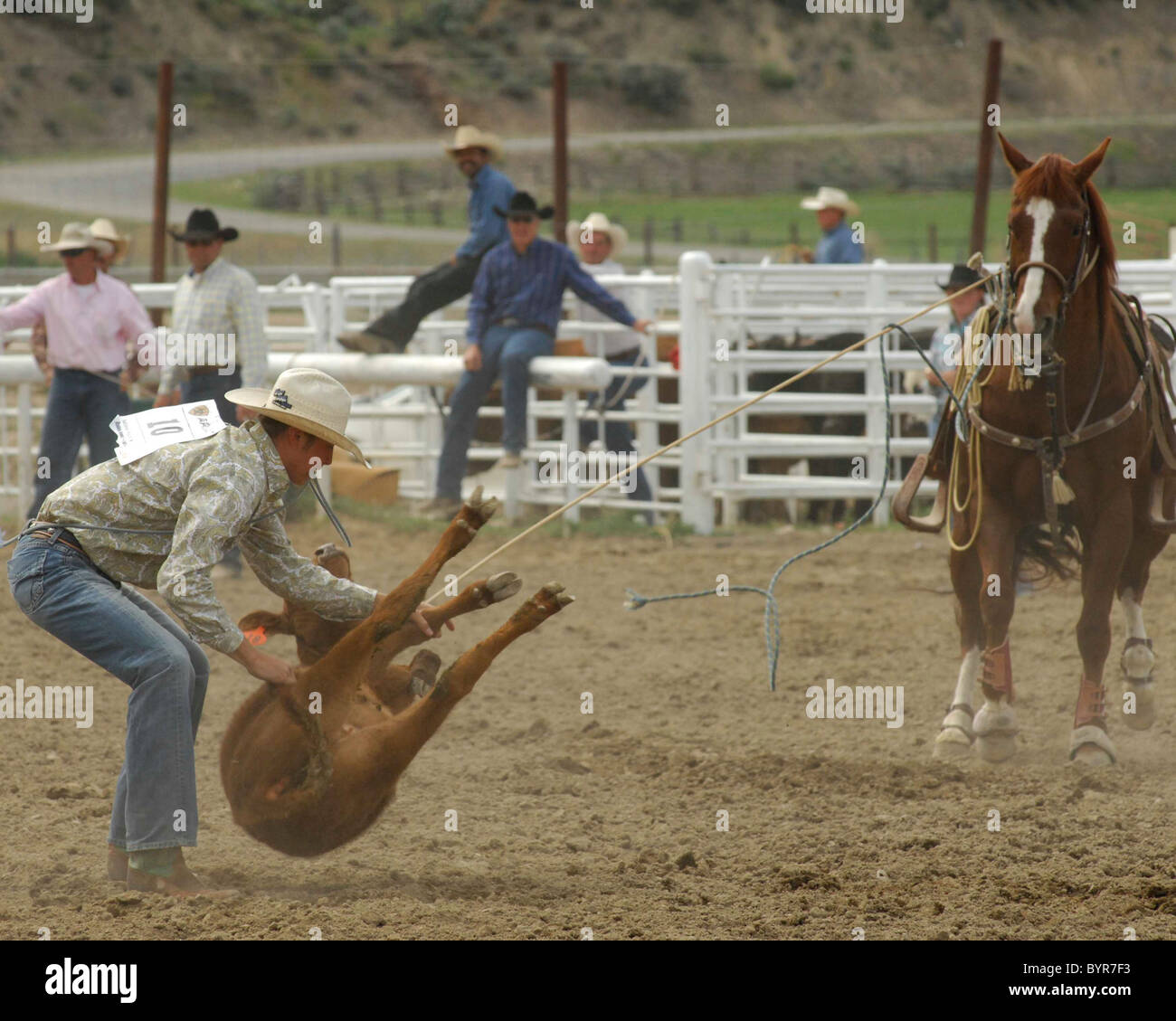 Team Roping, Tie-Down Roping, Calf Roping Stock Photo - Alamy