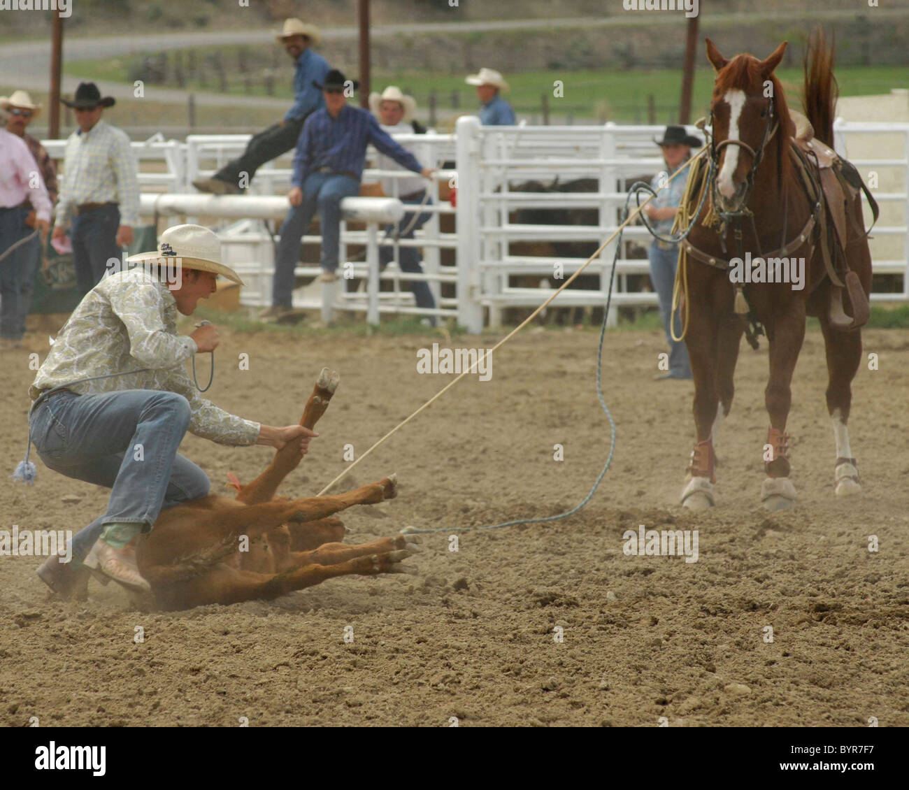 Team Roping, Tie-Down Roping, Calf Roping Stock Photo - Alamy