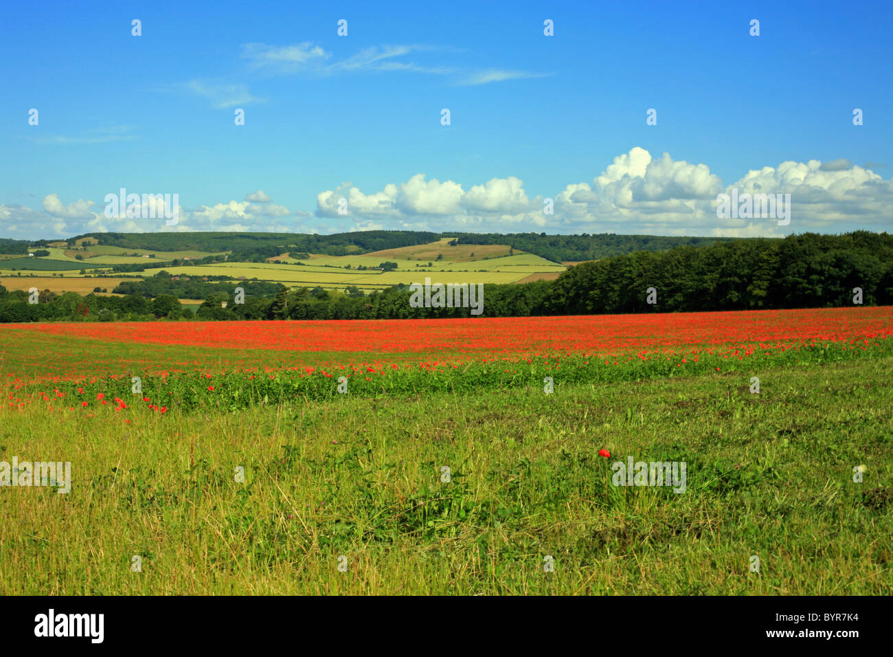 Poppy fields on outskirts of Wye looking towards North Downs at ...
