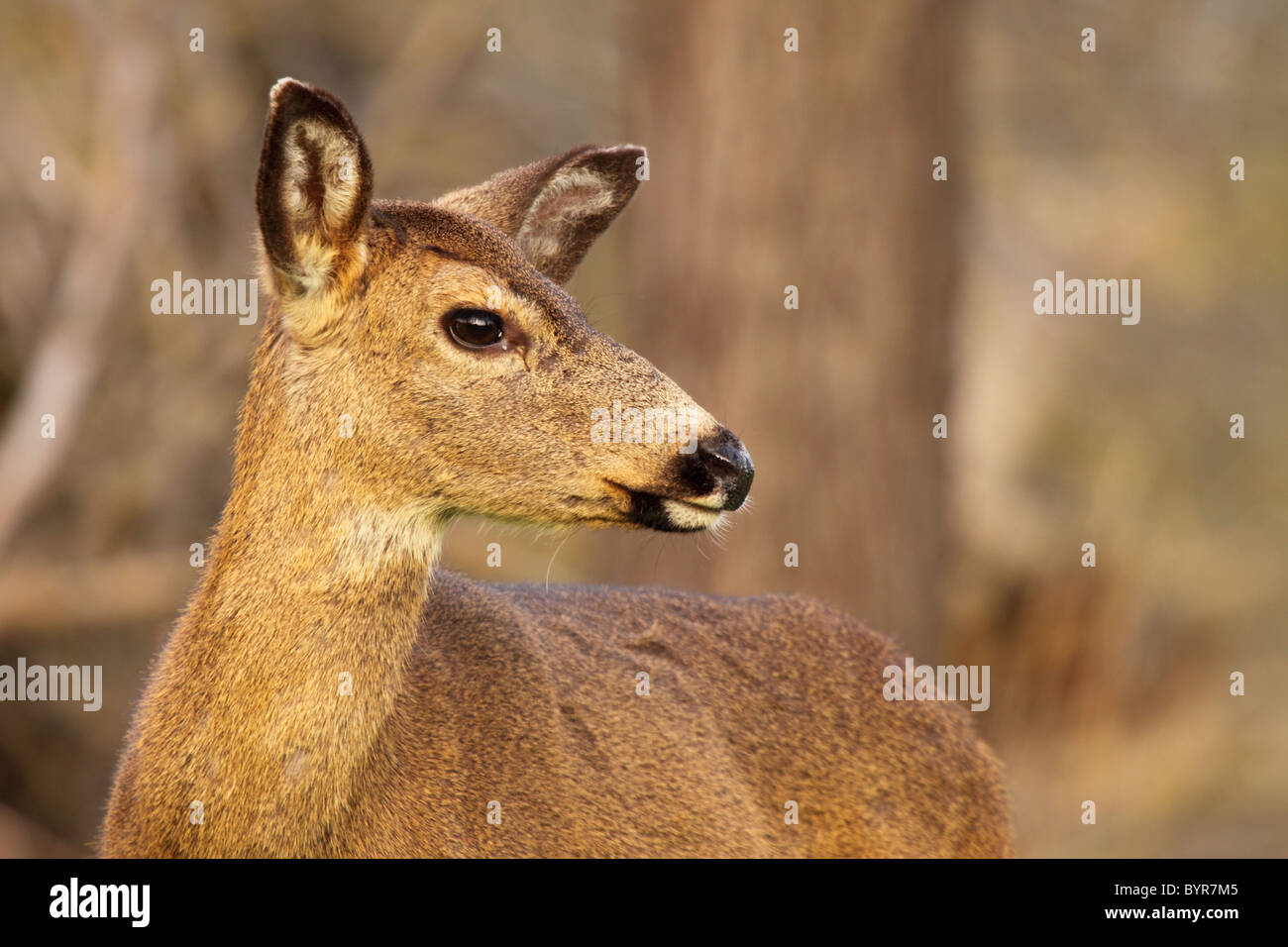 Deer looking back hi-res stock photography and images - Alamy