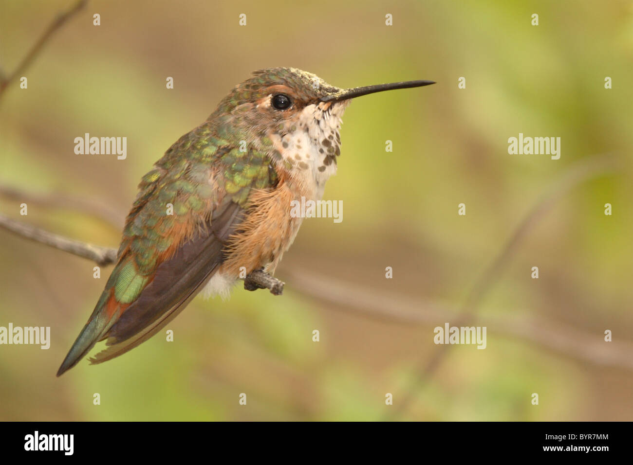A female Rufous Hummingbird on a forest perch Stock Photo - Alamy