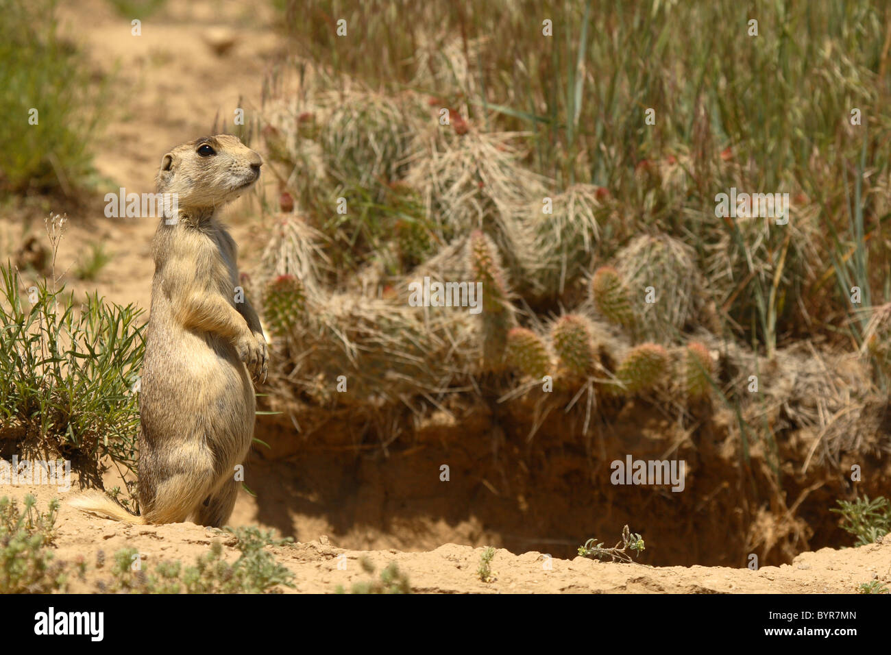 Prairie prickly pear cactus hi-res stock photography and images - Alamy