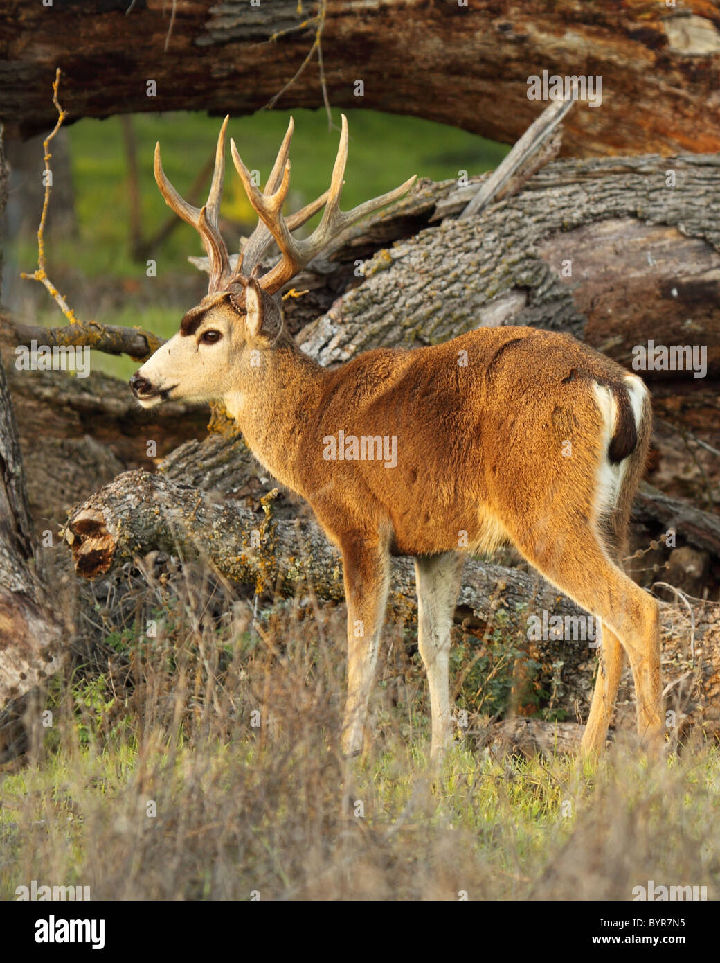 A trophy Black-tailed Deer buck in front of fallen trees Stock Photo ...