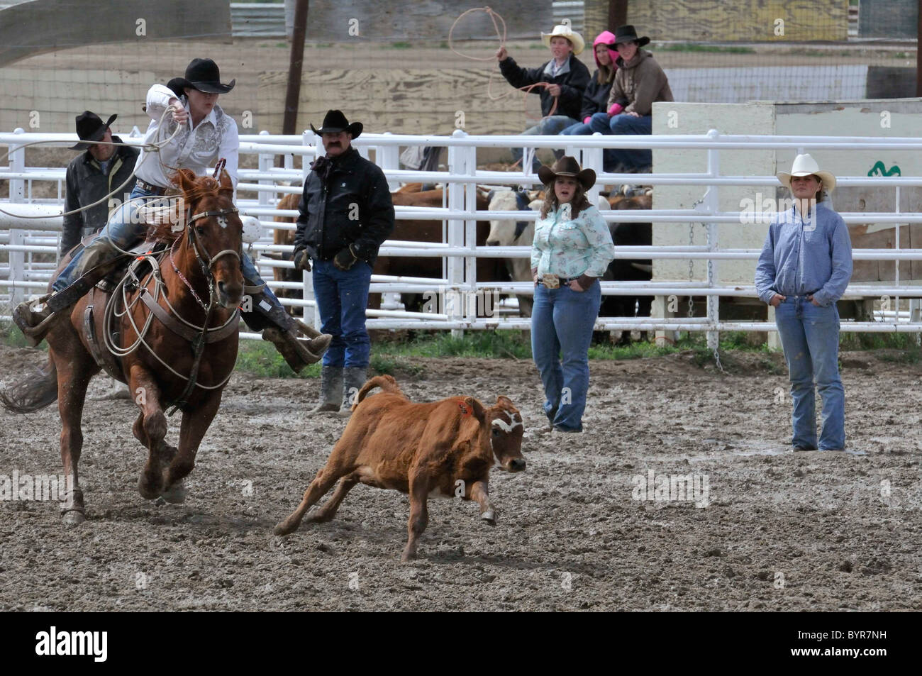 Team Roping, Tie-Down Roping, Calf Roping Stock Photo - Alamy