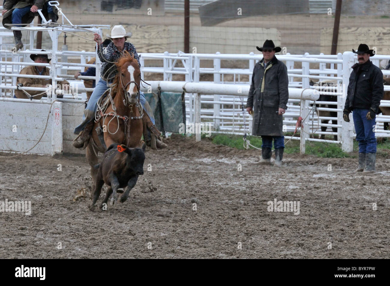 Girl roping calf hi-res stock photography and images - Alamy