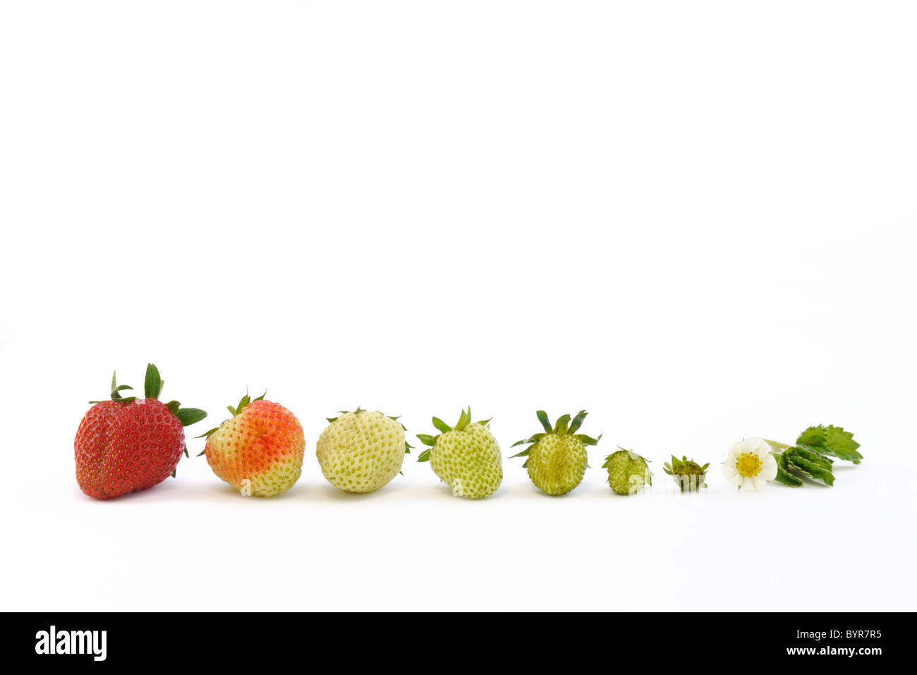 Strawberry growth isolated on white Stock Photo - Alamy