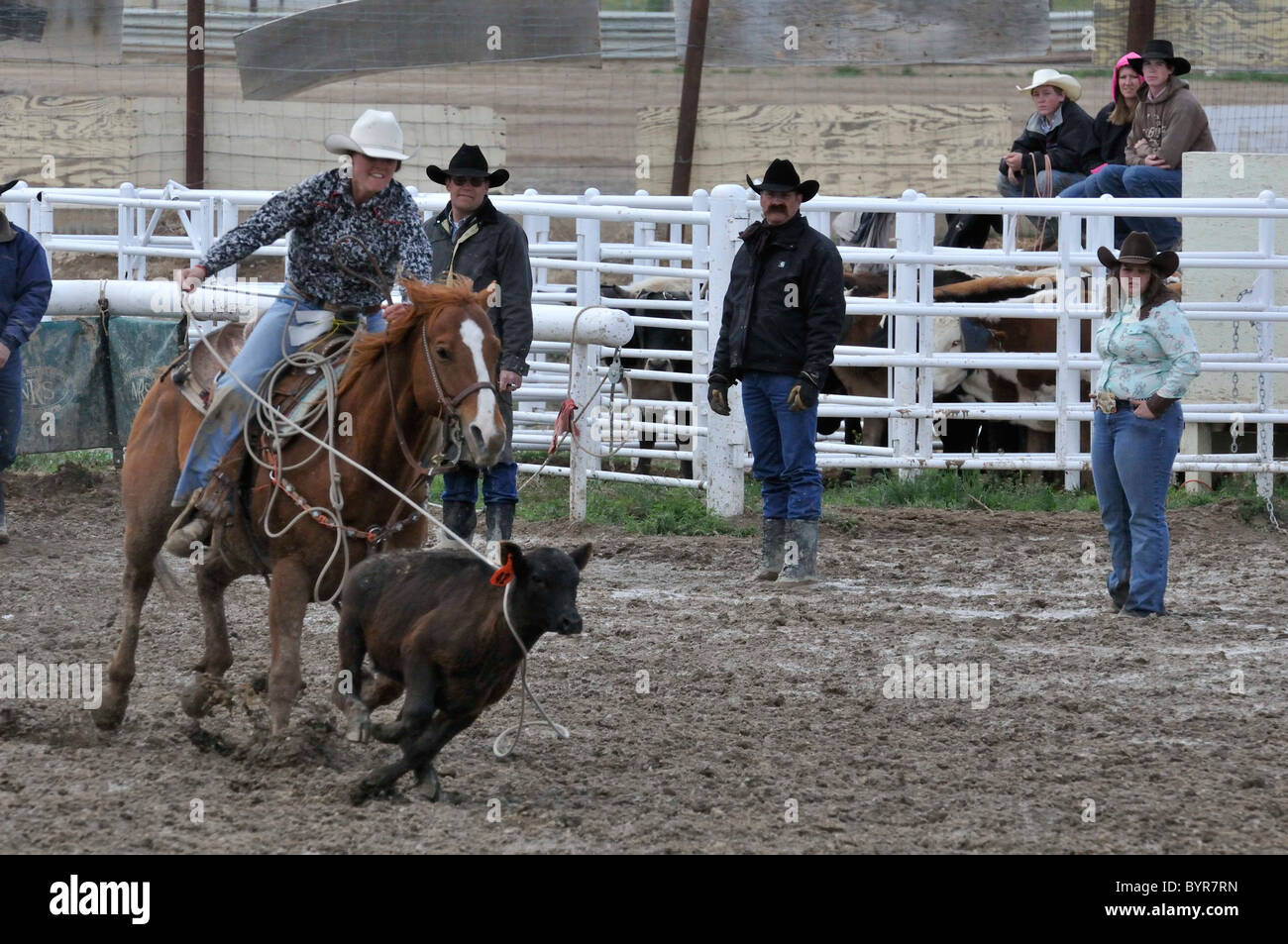 Team Roping, Tie-Down Roping, Calf Roping Stock Photo - Alamy