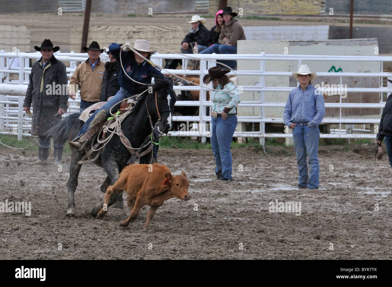 Team Roping, Tie-Down Roping, Calf Roping Stock Photo - Alamy