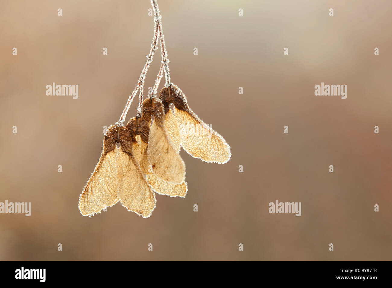Hanging seed hi-res stock photography and images - Alamy