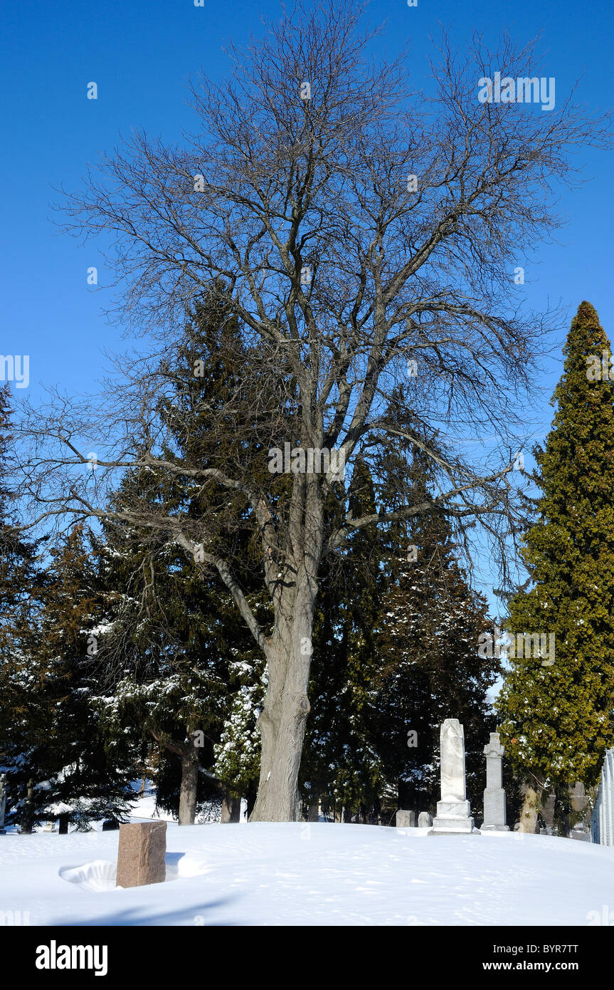 Gravestone resting under large oak tree at a cemetery in Northern ...