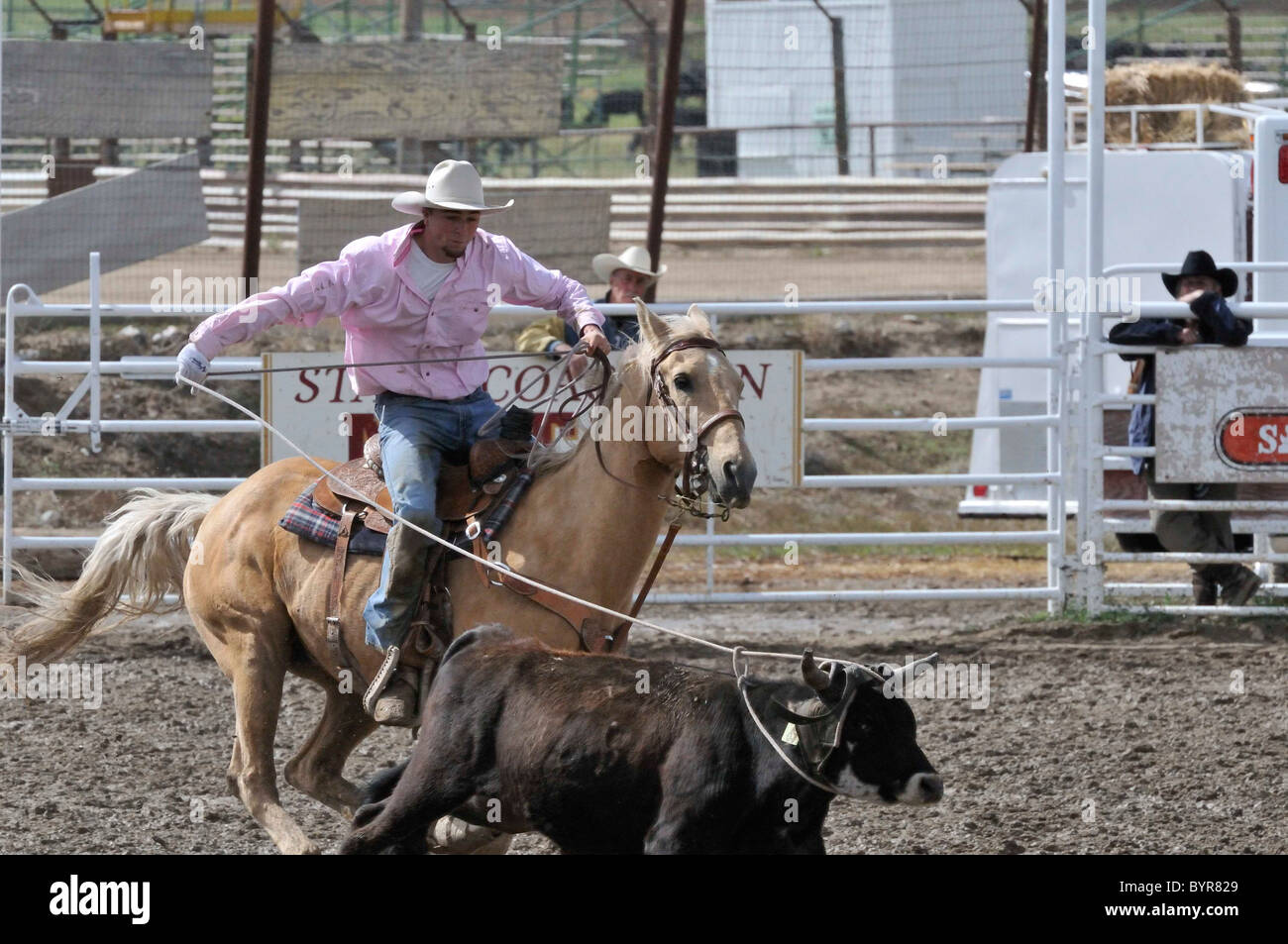 Calf Roping, Tie-Down Roping, Rodeo, Salmon, Idaho Stock Photo - Alamy