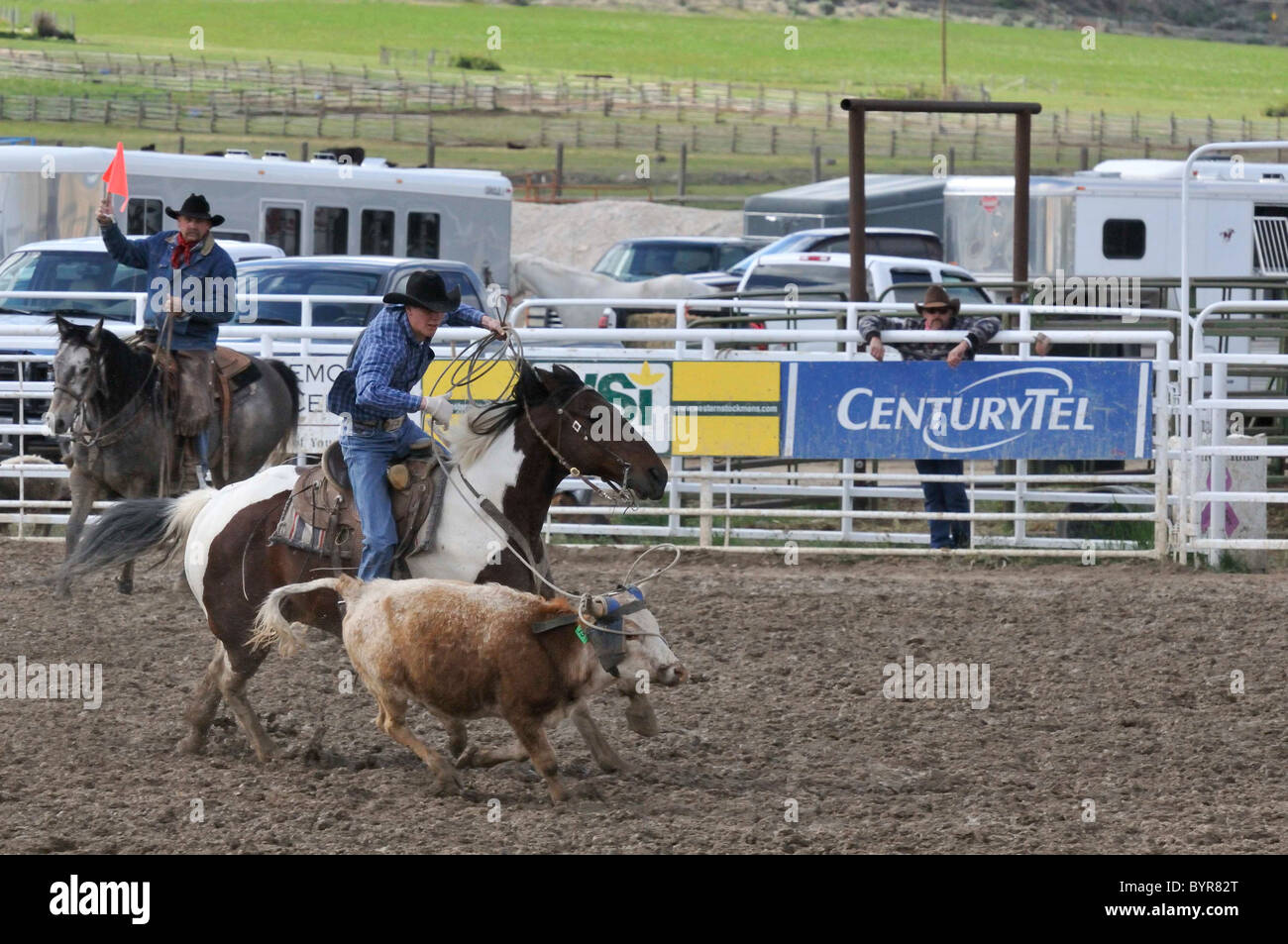 Calf Roping, Tie-Down Roping, Rodeo, Salmon, Idaho Stock Photo - Alamy