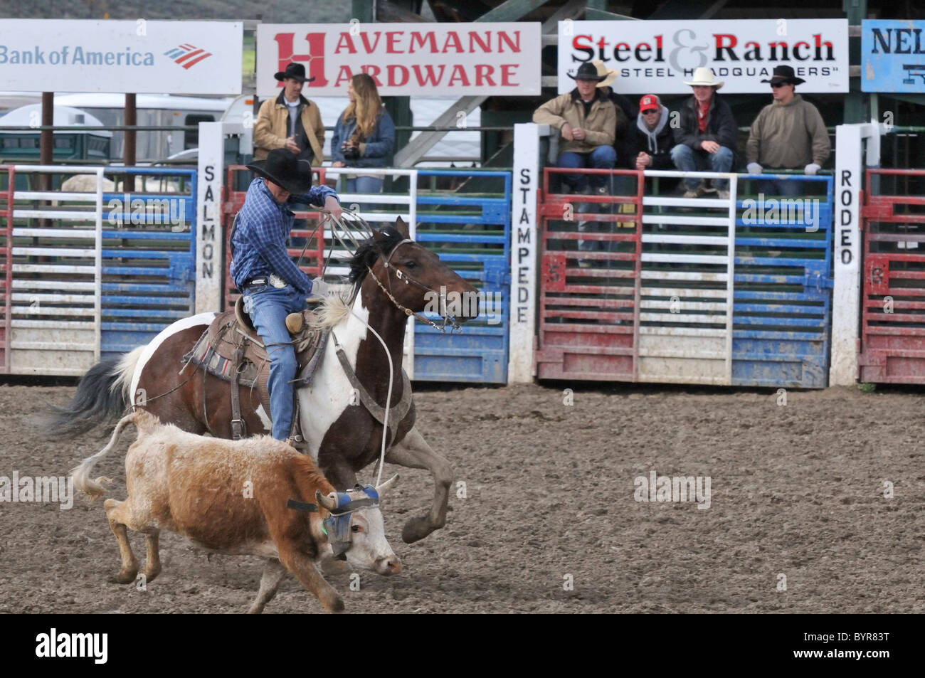 Calf Roping, Tie-Down Roping, Rodeo, Salmon, Idaho Stock Photo - Alamy