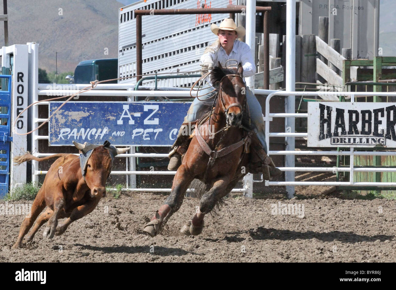 Calf Roping, Tie-Down Roping, Rodeo, Salmon, Idaho Stock Photo - Alamy