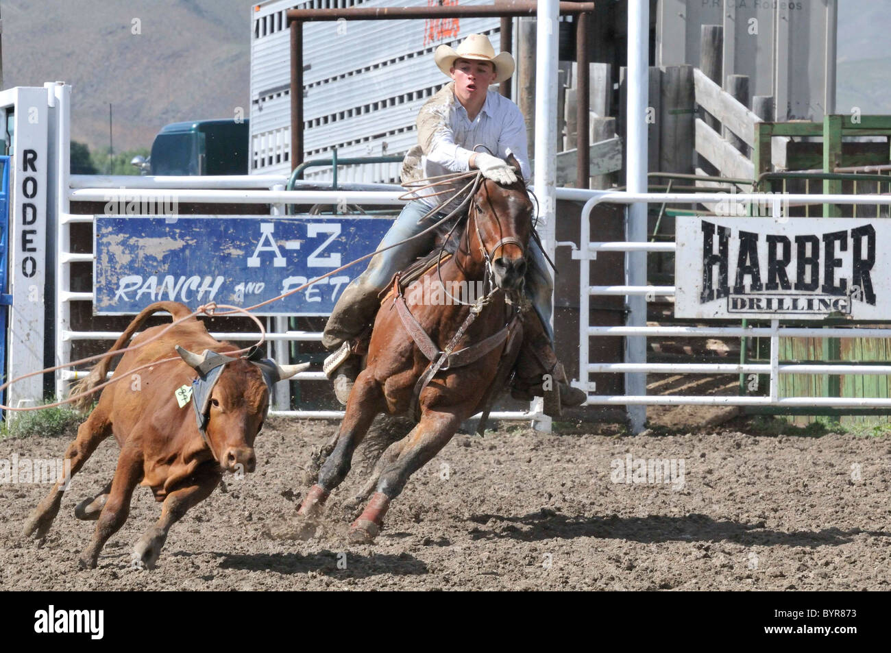 Calf Roping, Tie-Down Roping, Rodeo, Salmon, Idaho Stock Photo - Alamy