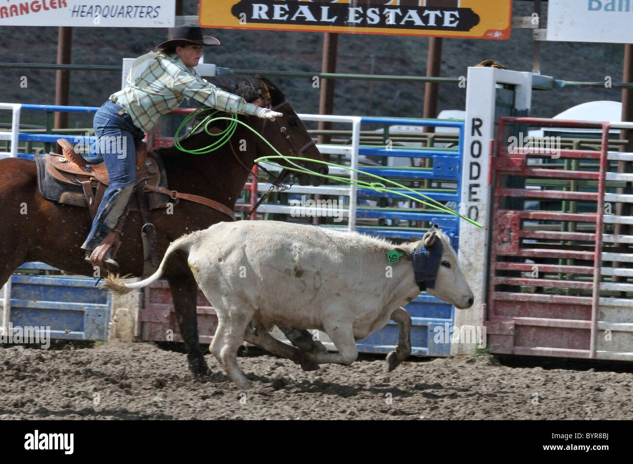 Calf Roping, Tie-Down Roping, Rodeo, Salmon, Idaho Stock Photo - Alamy