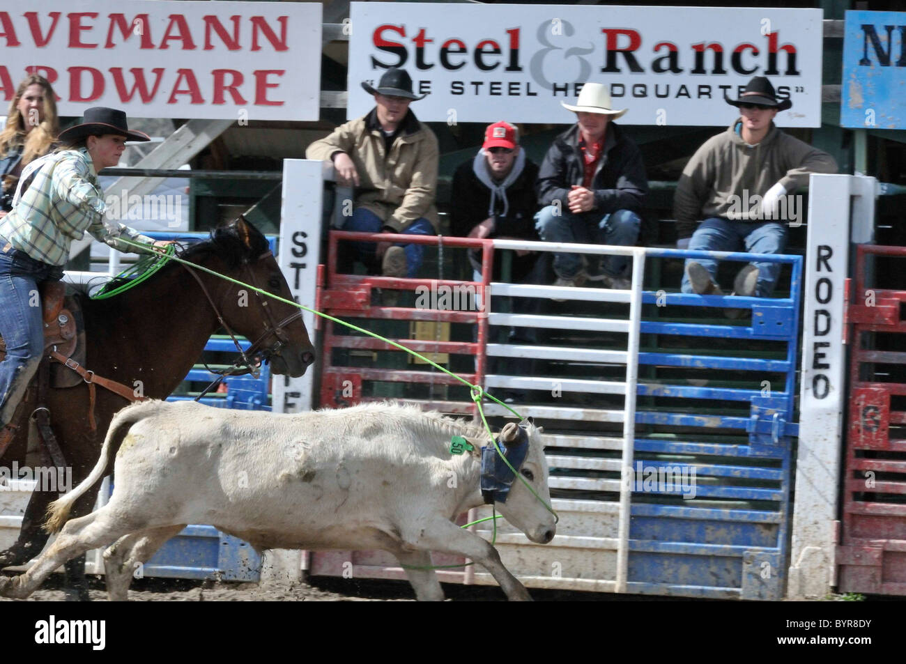 Calf Roping, Tie-Down Roping, Rodeo, Salmon, Idaho Stock Photo - Alamy