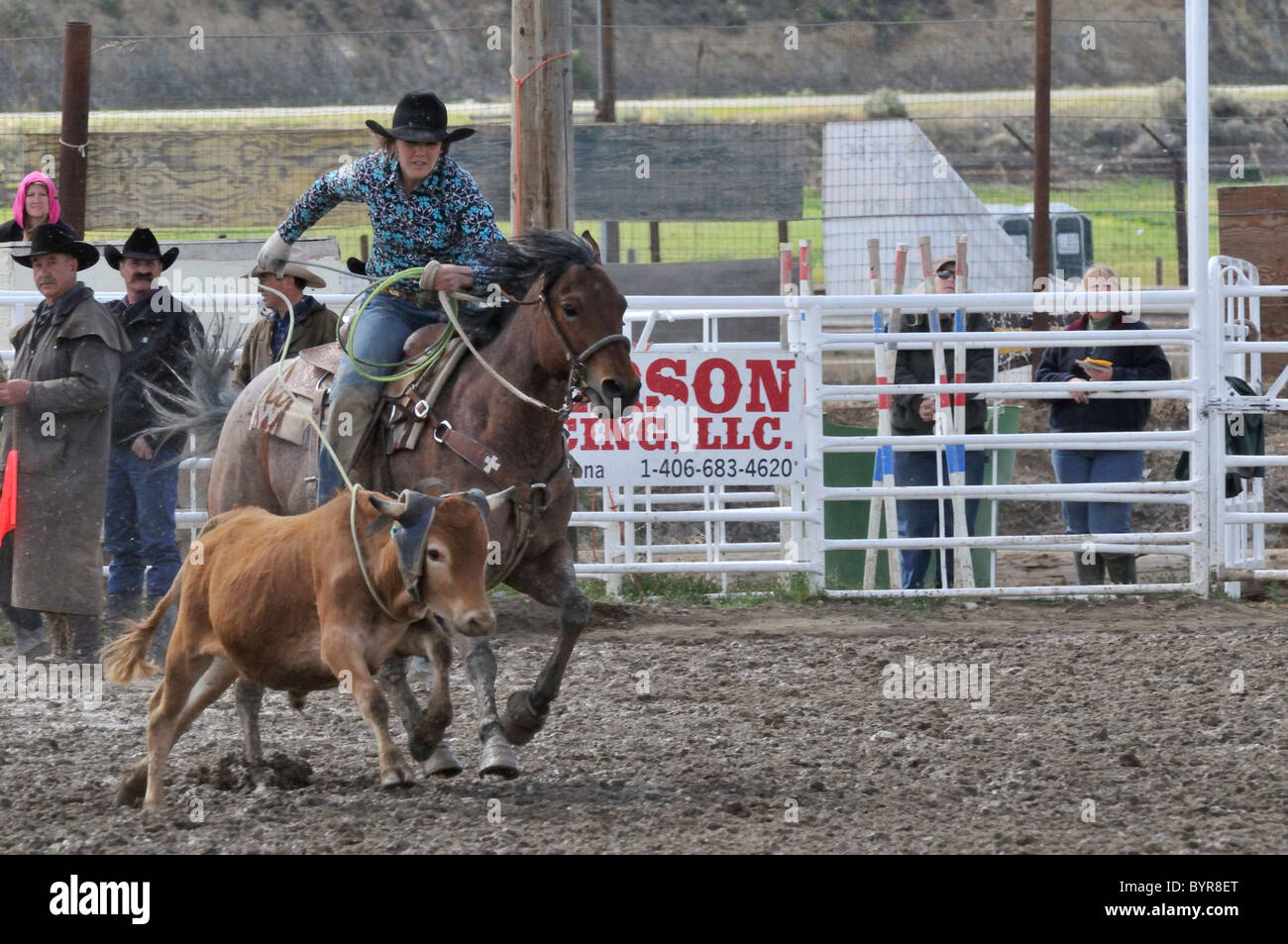 Calf Roping, Tie-Down Roping, Rodeo, Salmon, Idaho Stock Photo - Alamy