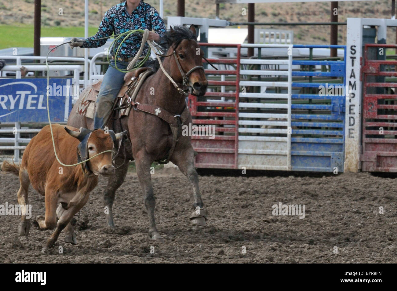 Calf Roping, Tie-Down Roping, Rodeo, Salmon, Idaho Stock Photo - Alamy
