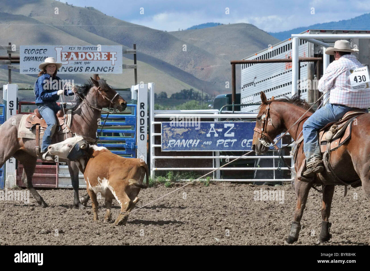 Calf Roping, Tie-Down Roping, Rodeo, Salmon, Idaho Stock Photo - Alamy