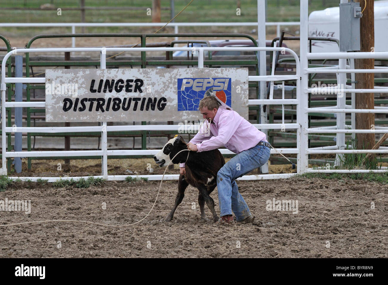 Calf Roping, Tie-Down Roping, Rodeo, Salmon, Idaho Stock Photo - Alamy