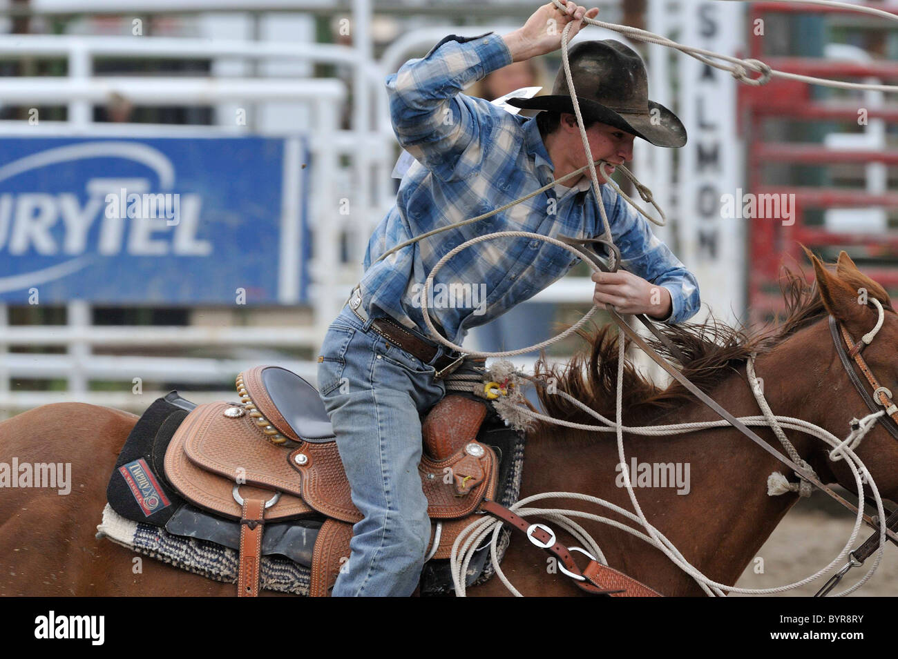 Calf Roping, Tie-Down Roping, Rodeo, Salmon, Idaho Stock Photo - Alamy