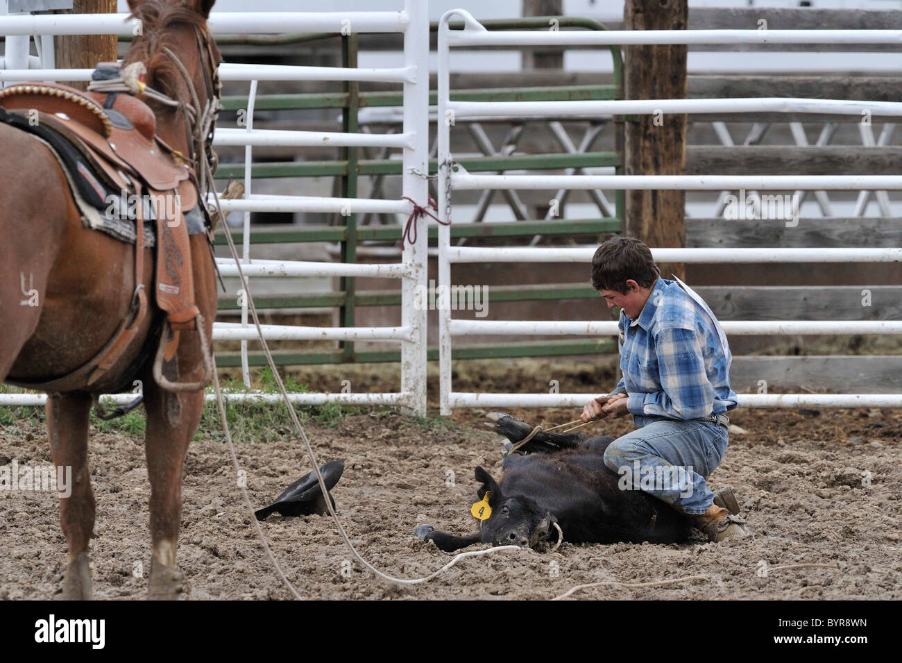 Calf Roping, Tie-Down Roping, Rodeo, Salmon, Idaho Stock Photo - Alamy